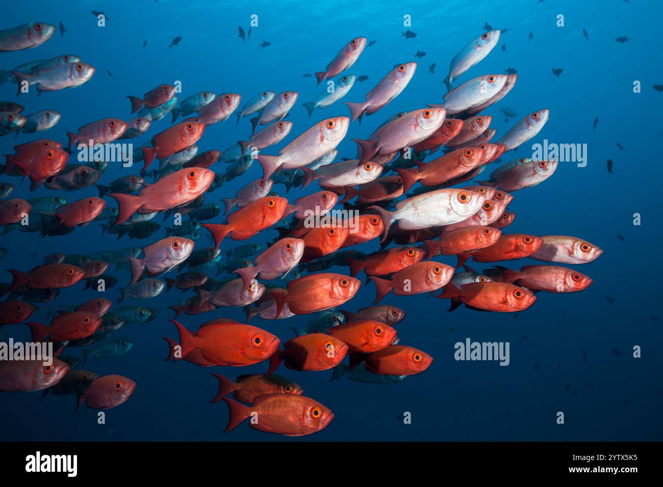 Shoal of Crescent-tail Bigeye, Priacanthus hamrur, Ari Atoll, Indian ...