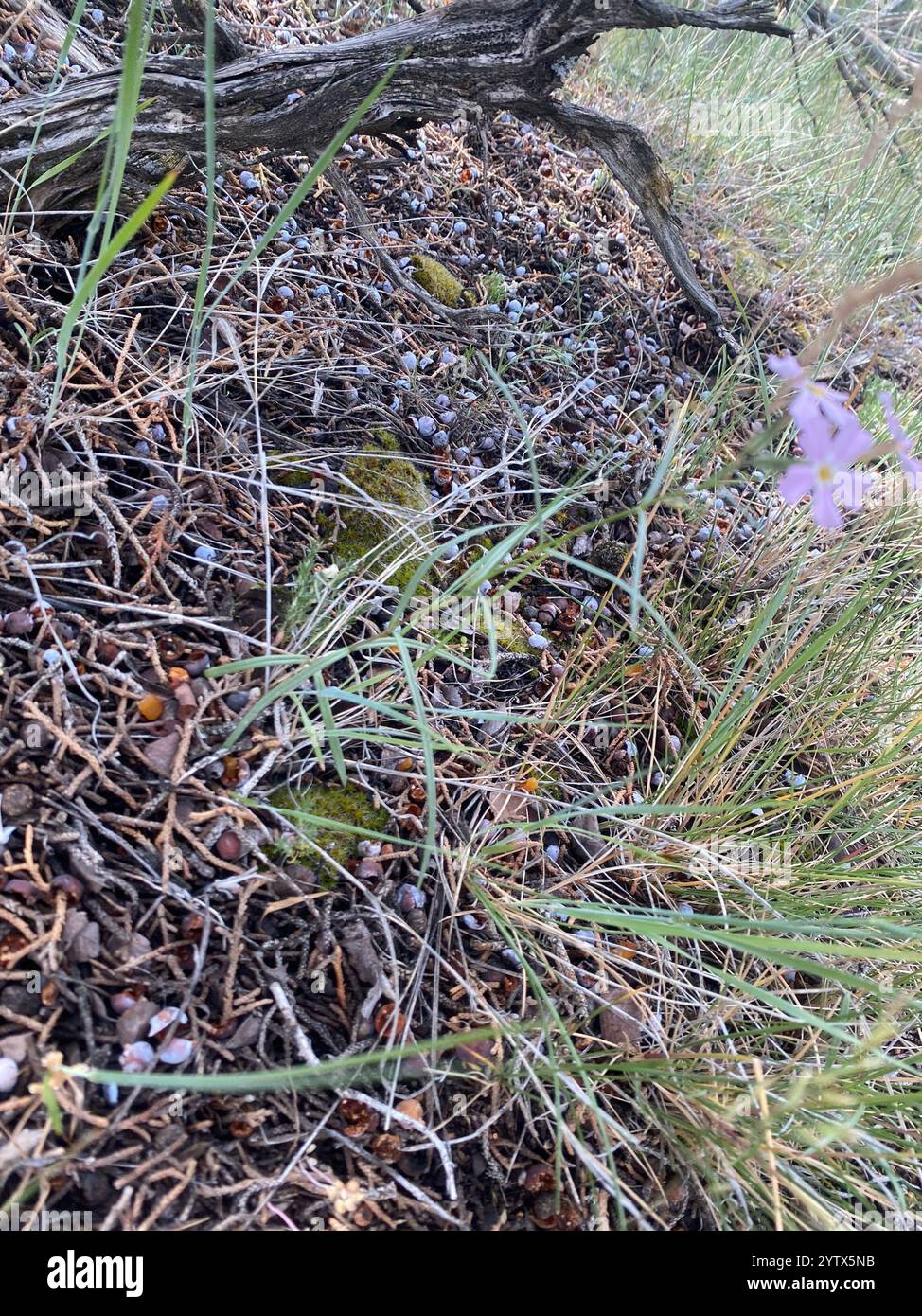Longleaf Phlox (Phlox longifolia Stock Photo - Alamy