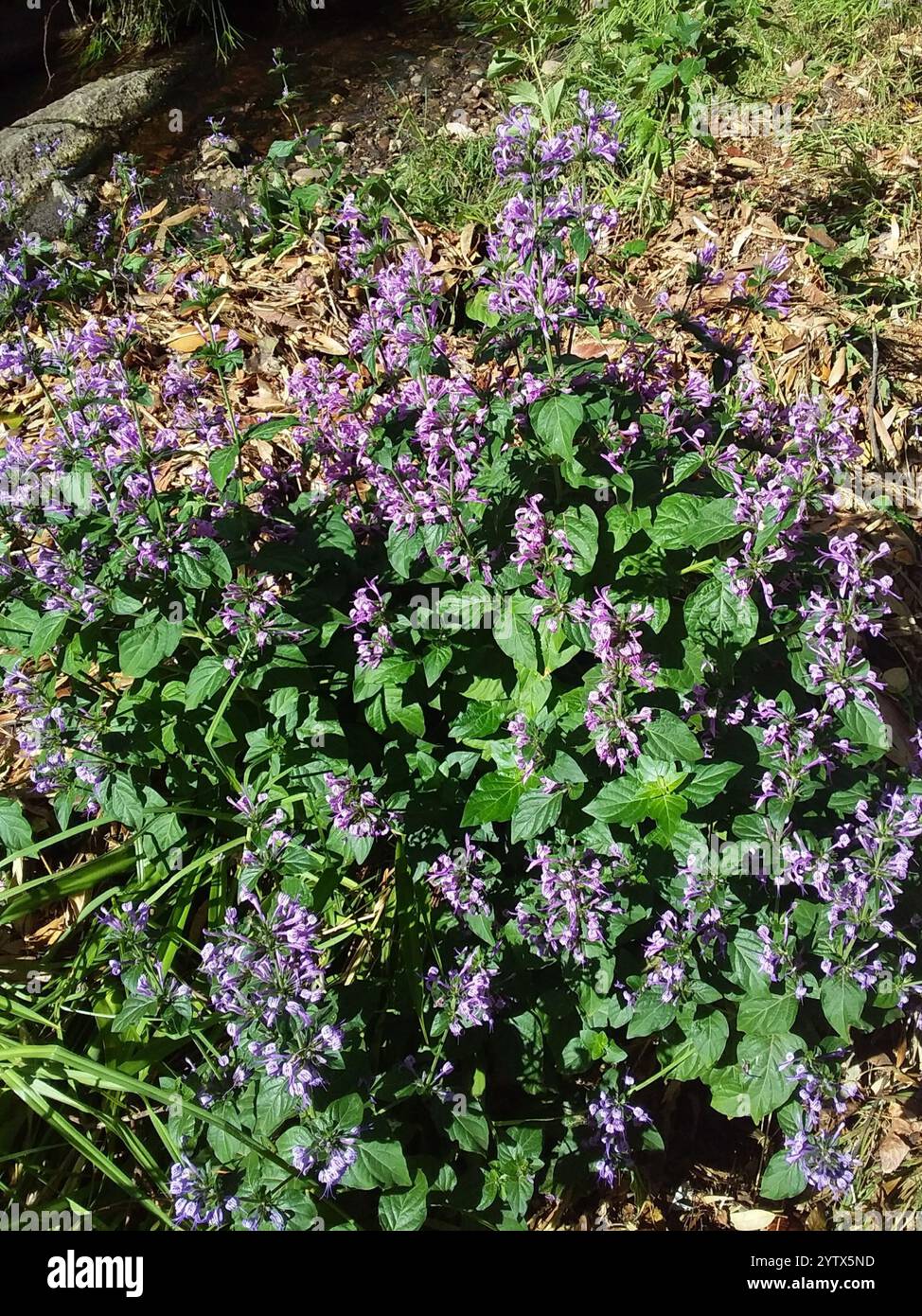 ribbon plant (Hypoestes aristata Stock Photo - Alamy