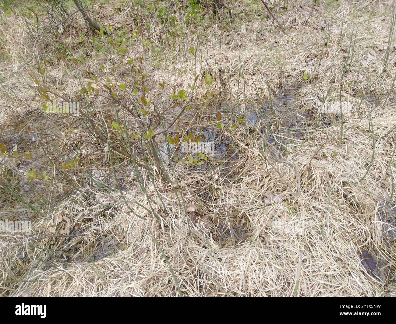 common alder (Alnus glutinosa Stock Photo - Alamy