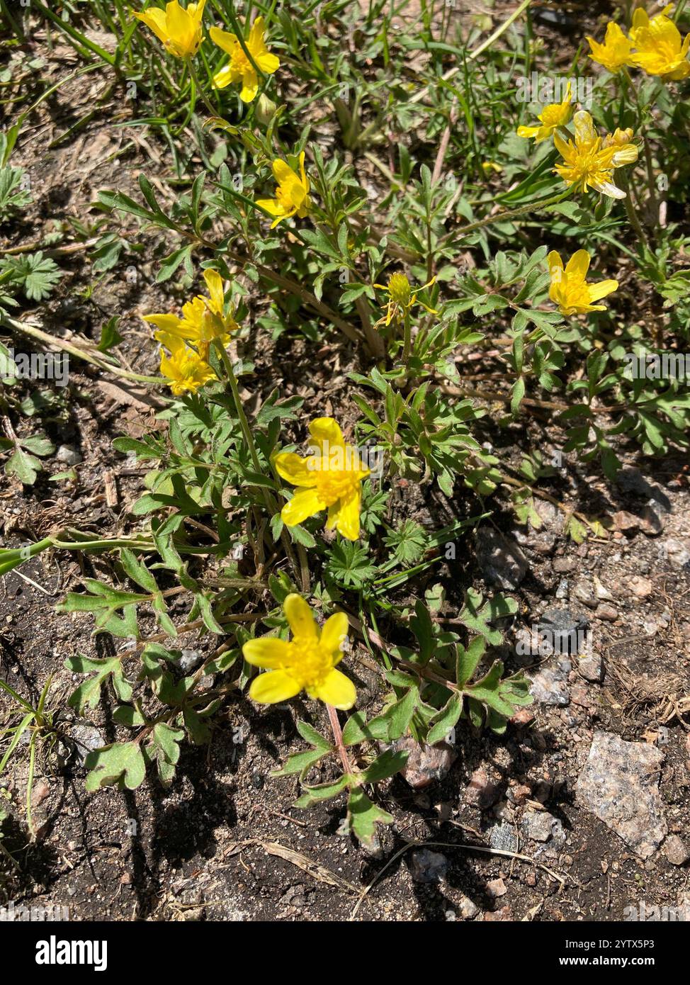 Early Buttercup (Ranunculus fascicularis Stock Photo - Alamy
