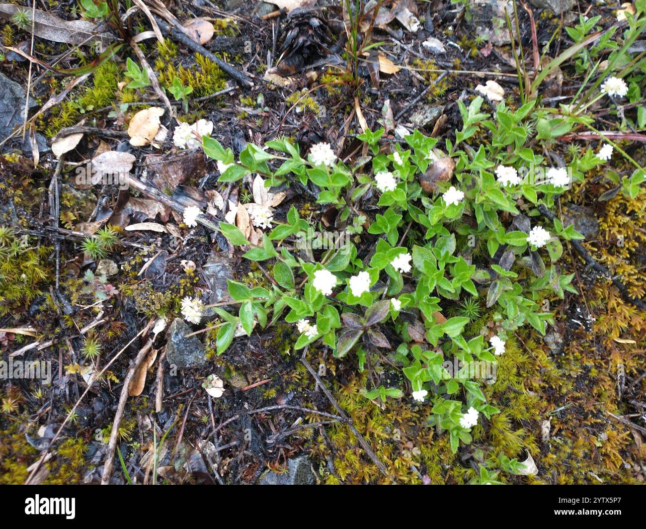 modesty (Whipplea modesta Stock Photo - Alamy