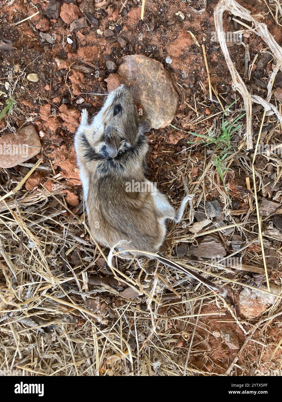 Western deer mouse hi-res stock photography and images - Alamy