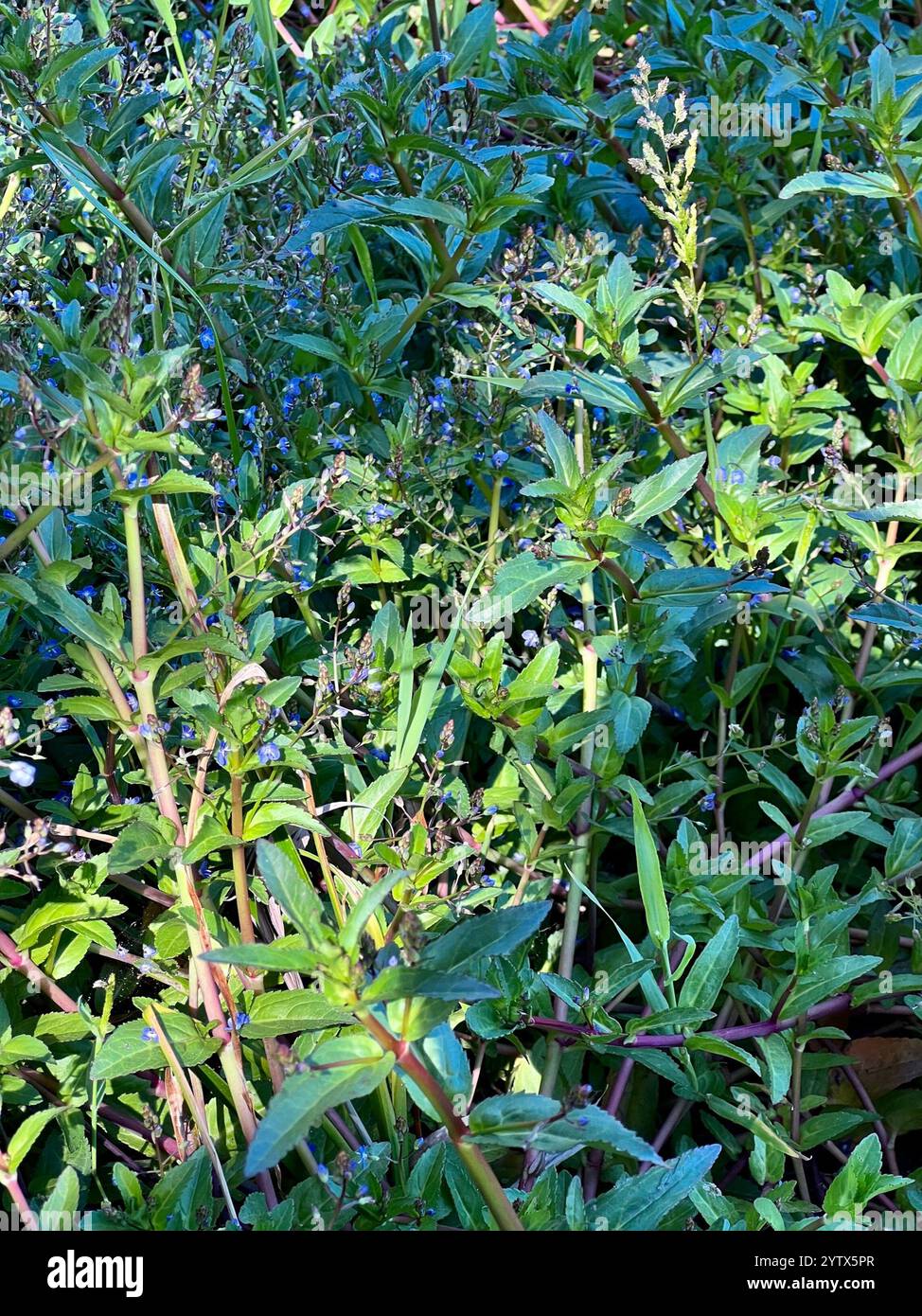 American brooklime hi-res stock photography and images - Alamy