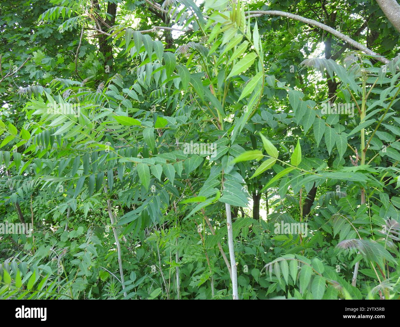 tree-of-heaven (Ailanthus altissima Stock Photo - Alamy