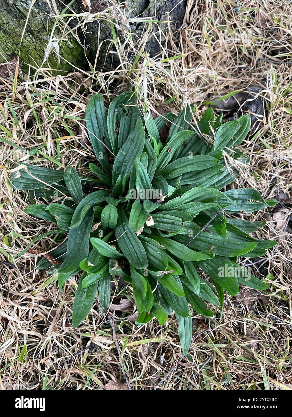 ribwort plantain (Plantago lanceolata Stock Photo - Alamy