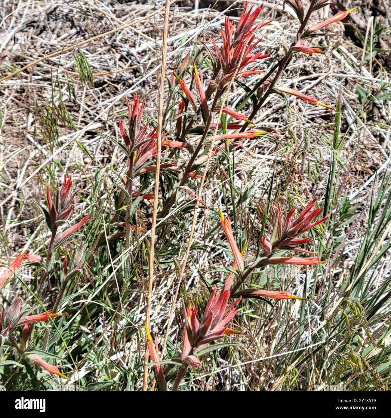 Castilleja subinclusa hi-res stock photography and images - Alamy
