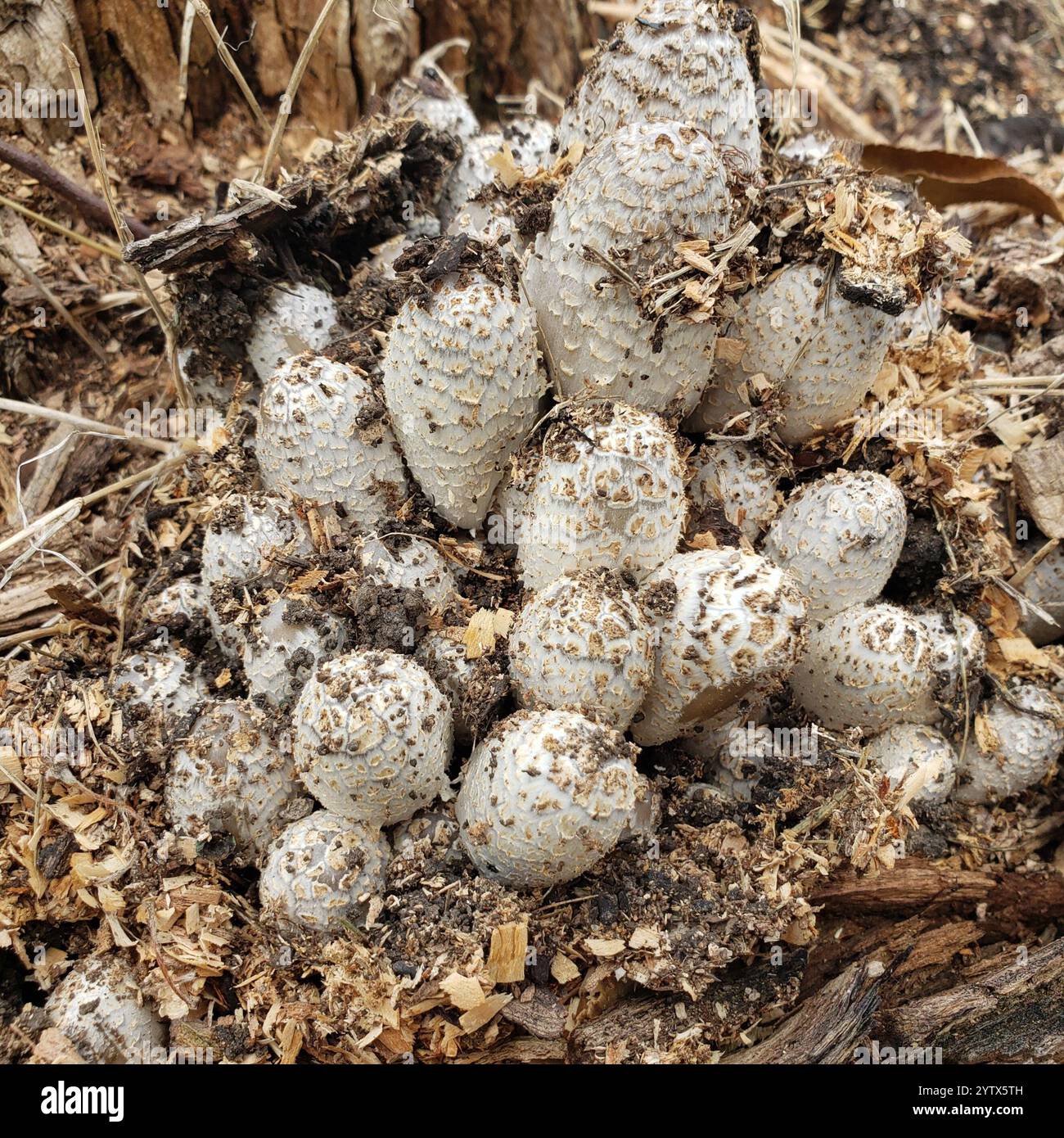 scaly ink cap (Coprinopsis variegata Stock Photo - Alamy