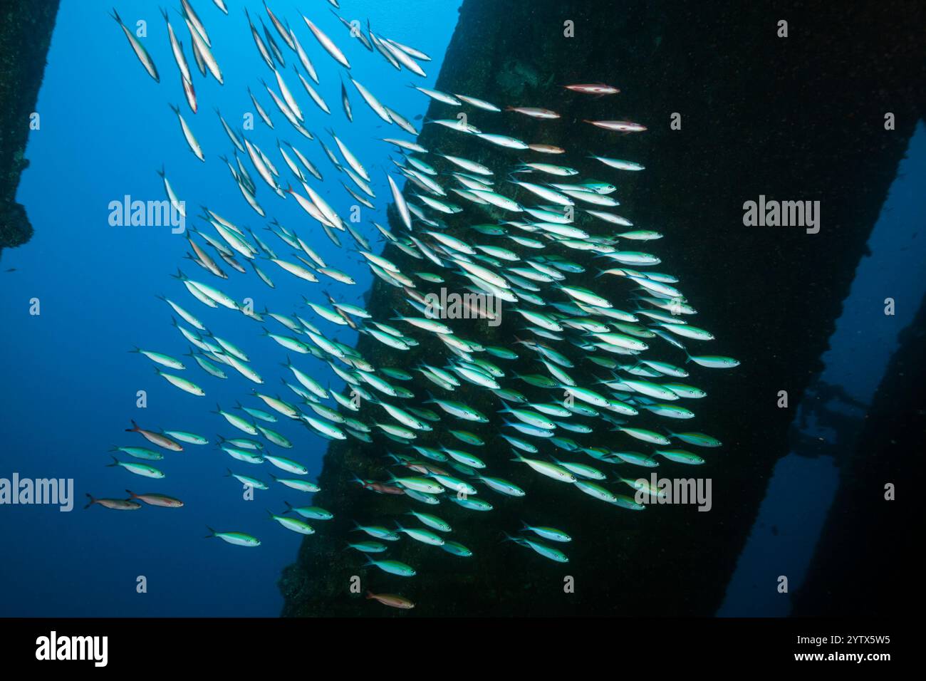 Shoal of Neon Fusilier in ship wreck, Pterocaesio tile, Ari Atoll ...