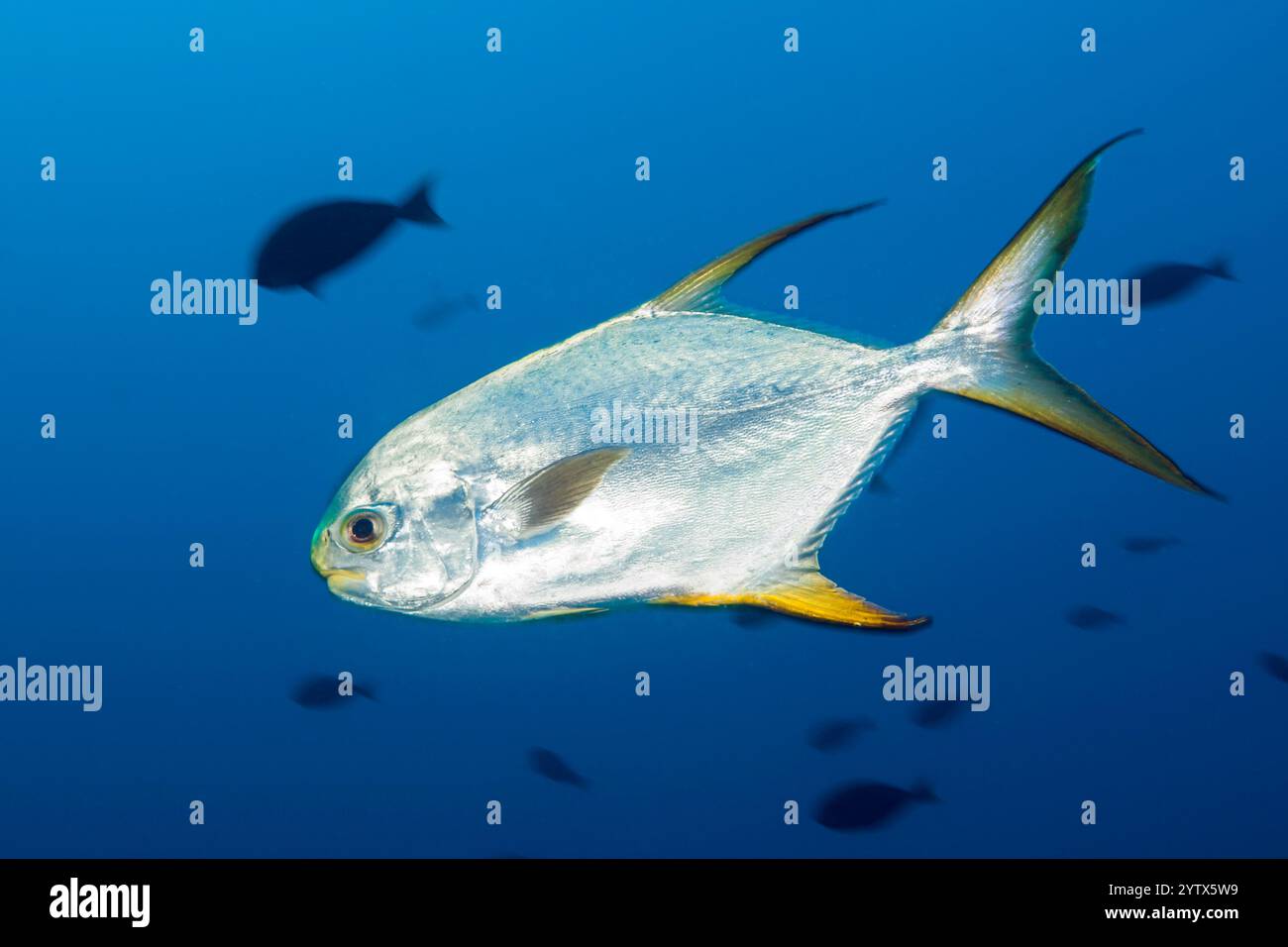 Trachinotus blochii, Snubnose pompano , South Male Atoll, Indian Ocean ...