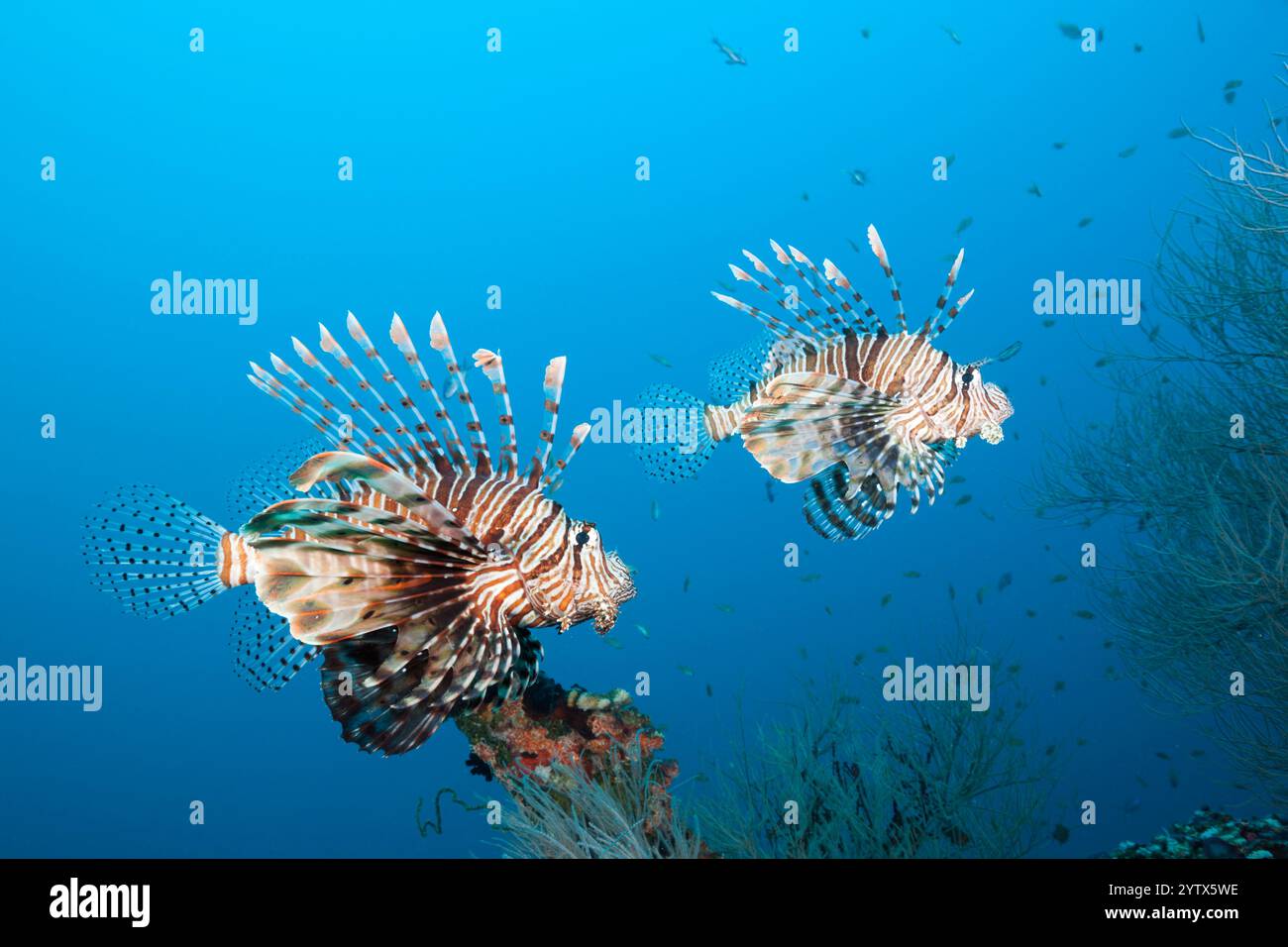 Devil Firefish, Pterois Miles, Felidhu Atoll, Indian Ocean, Maldives ...