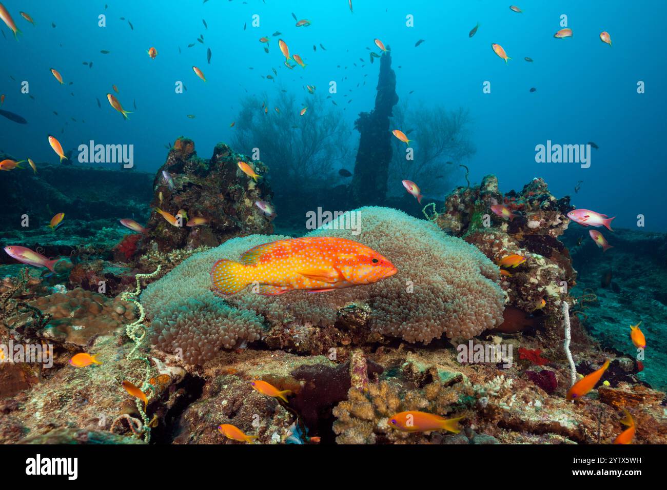 Coral Grouper, Cephalopholis miniata, North Male Atoll, Indian Ocean ...