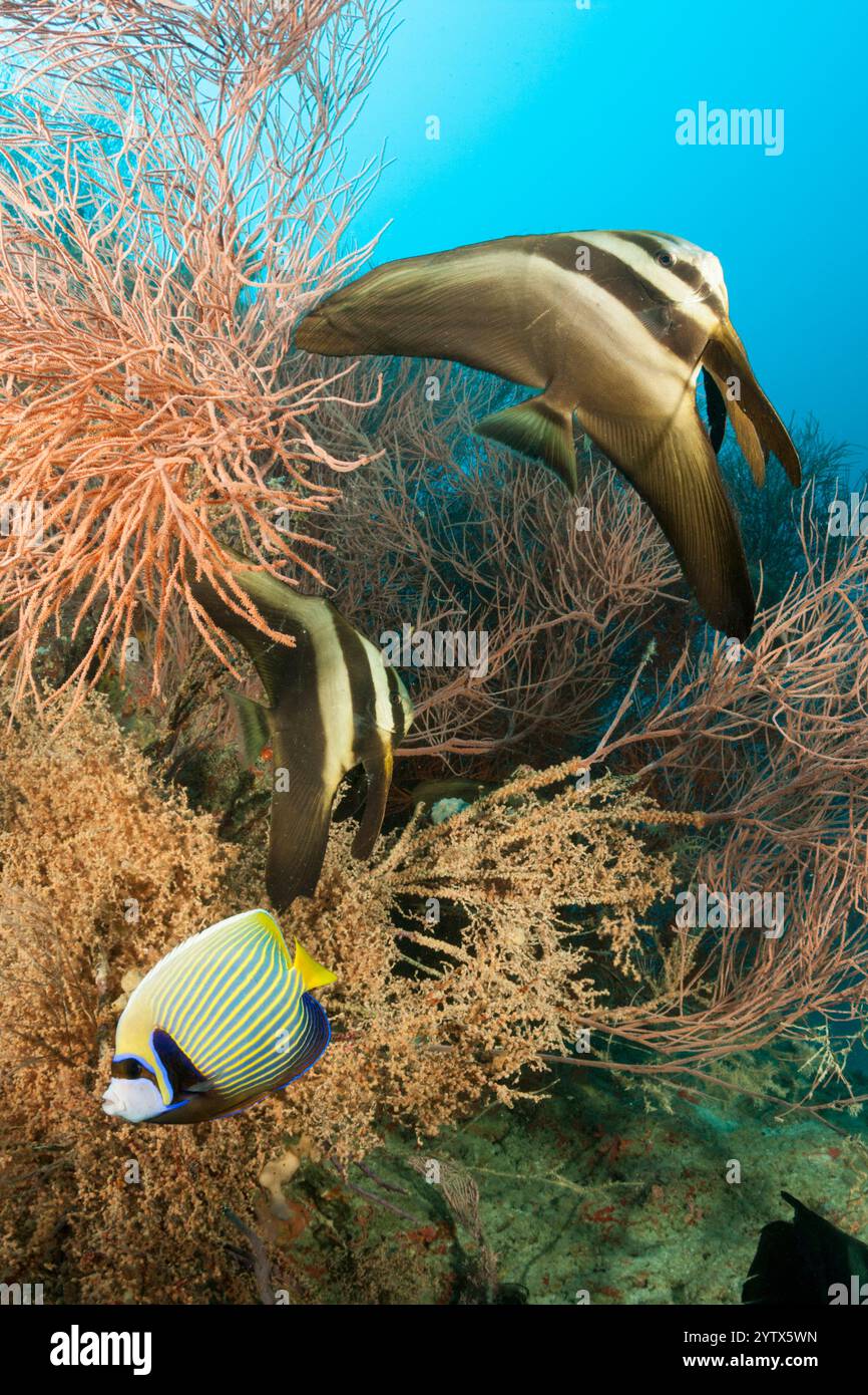 Shoal of Longfin Batfish, Platax teira, Ari Atoll, Indian Ocean ...