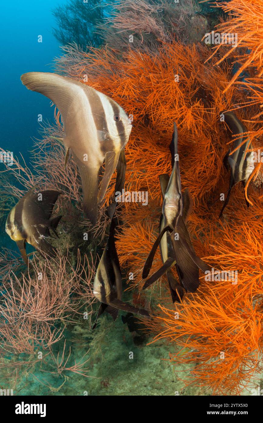 Shoal of Longfin Batfish, Platax teira, Ari Atoll, Indian Ocean ...