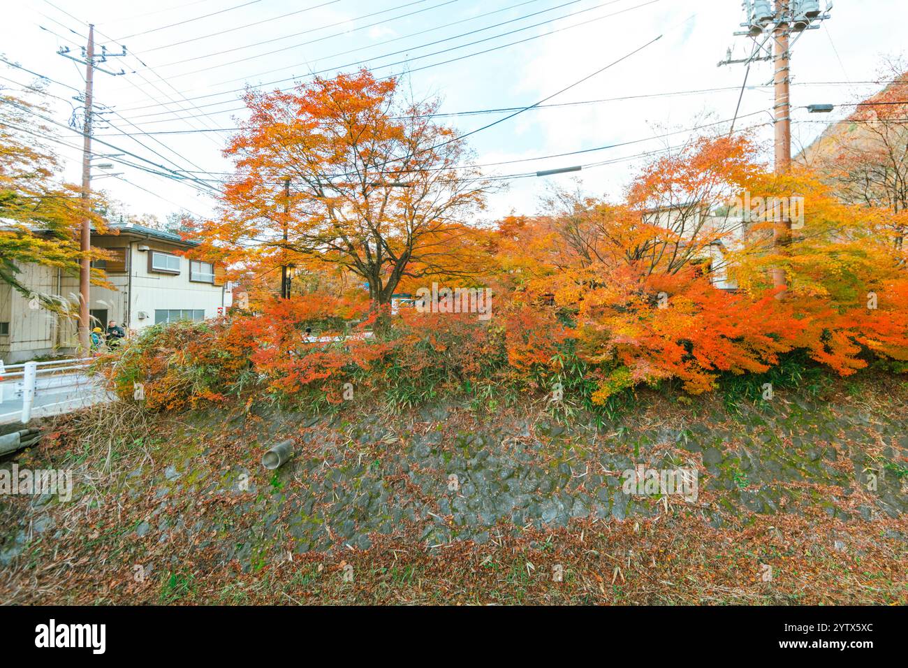 Autumn forest red maple leaf. Momiji kairo festival, the most famouse autumn festival ...
