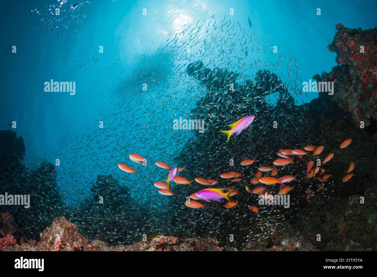 Colored Coral Reef, North Male Atoll, Indian Ocean, Maldives Stock ...