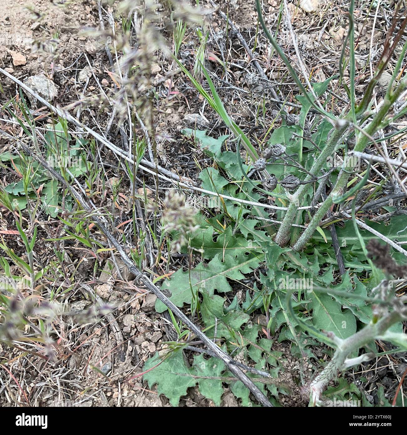 Rush Skeletonweed (Chondrilla juncea Stock Photo - Alamy