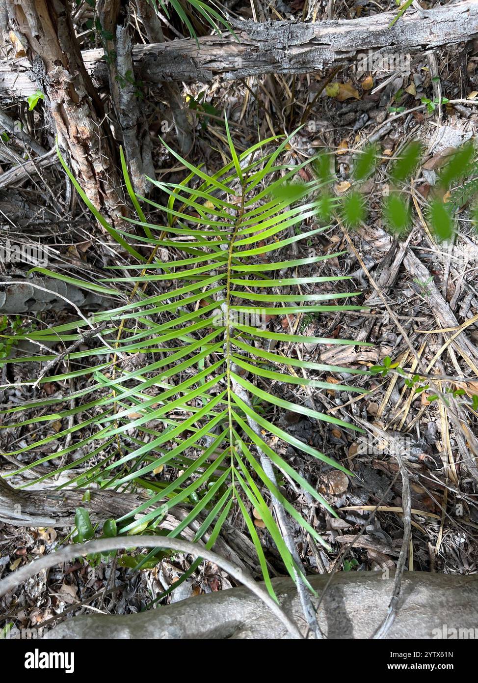 Puerto Rican zamia (Zamia portoricensis Stock Photo - Alamy