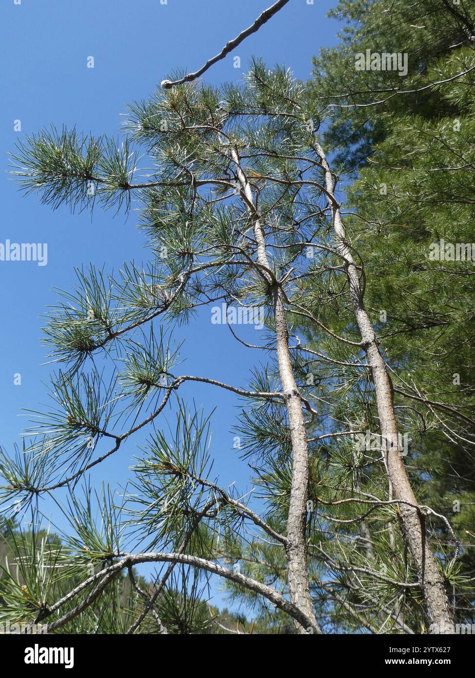 pitch pine (Pinus rigida Stock Photo - Alamy