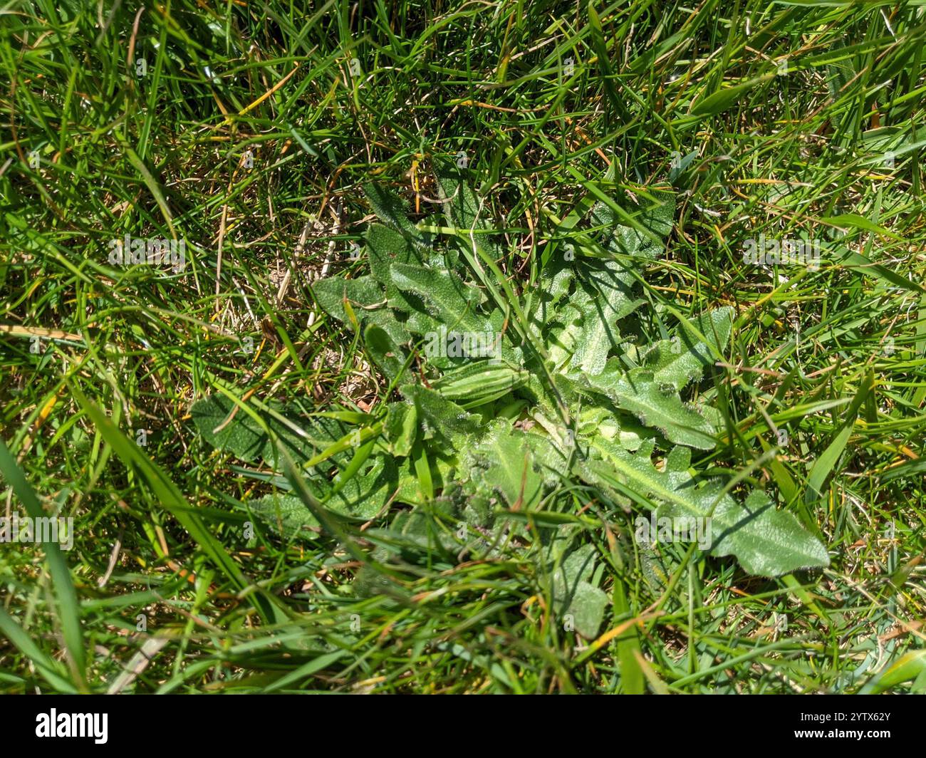 Common Cat's-ear (Hypochaeris radicata Stock Photo - Alamy