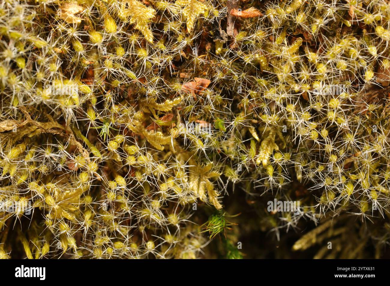 Heath Star-moss (Campylopus introflexus Stock Photo - Alamy
