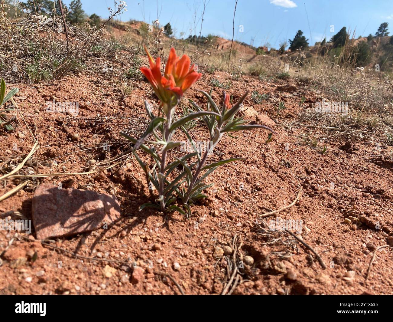 Wholeleaf Paintbrush (Castilleja integra Stock Photo - Alamy