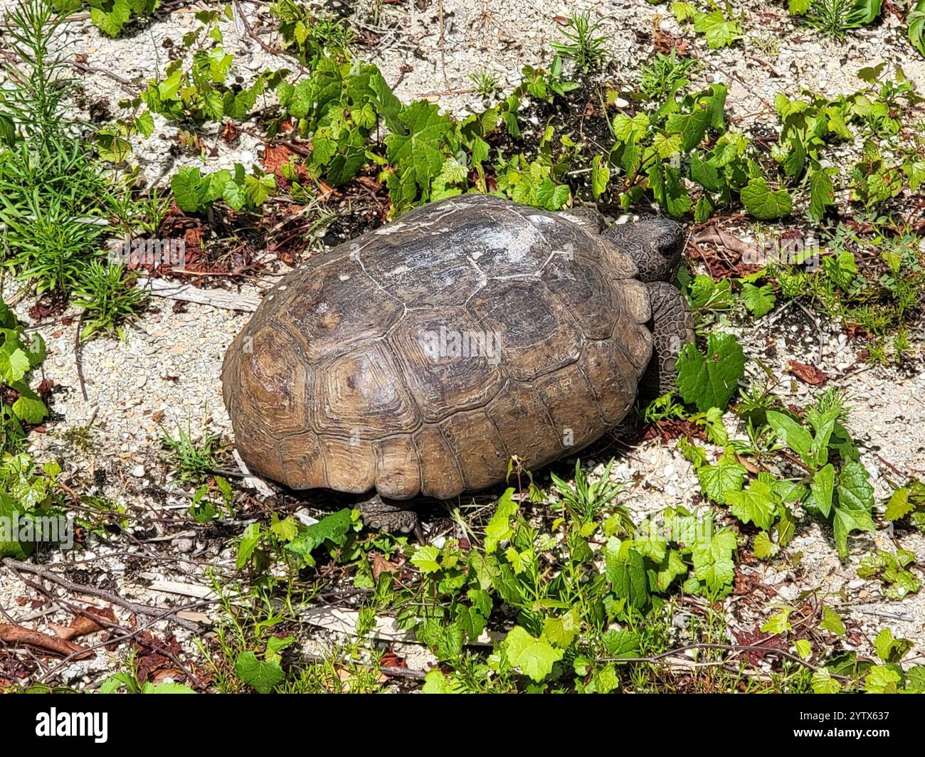 Gopher Tortoise (Gopherus polyphemus Stock Photo - Alamy
