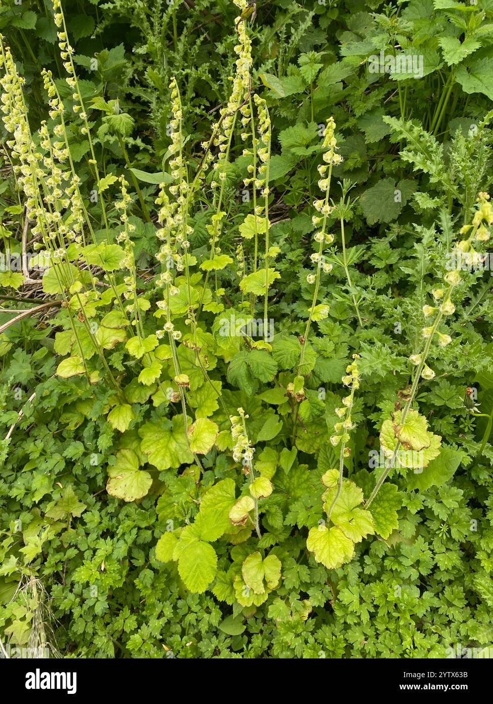fringe cups (Tellima grandiflora Stock Photo - Alamy