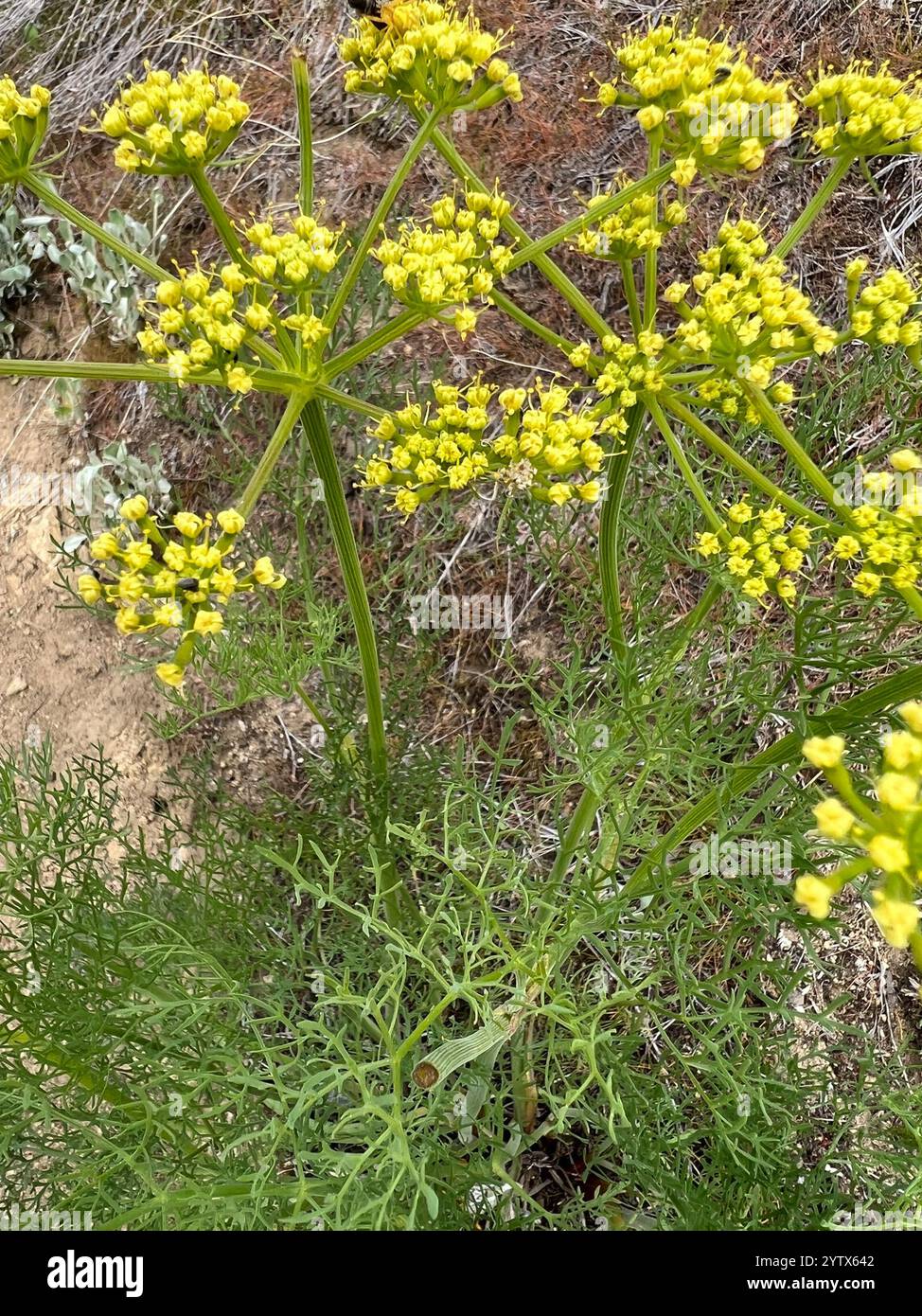 Carrotleaf Biscuitroot (Lomatium multifidum Stock Photo - Alamy