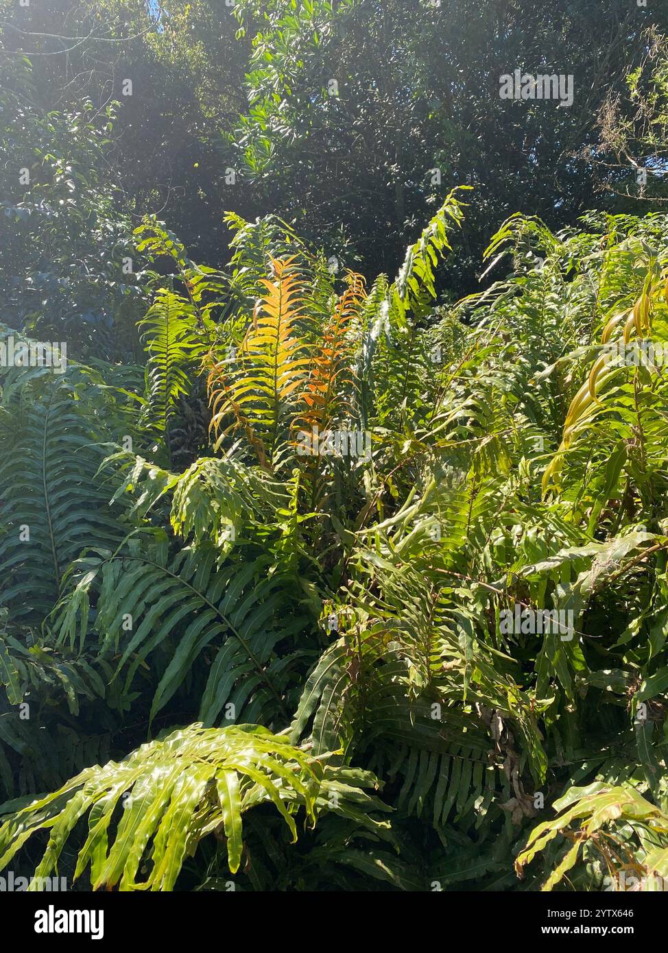 Giant Vine Fern (Stenochlaena tenuifolia Stock Photo - Alamy