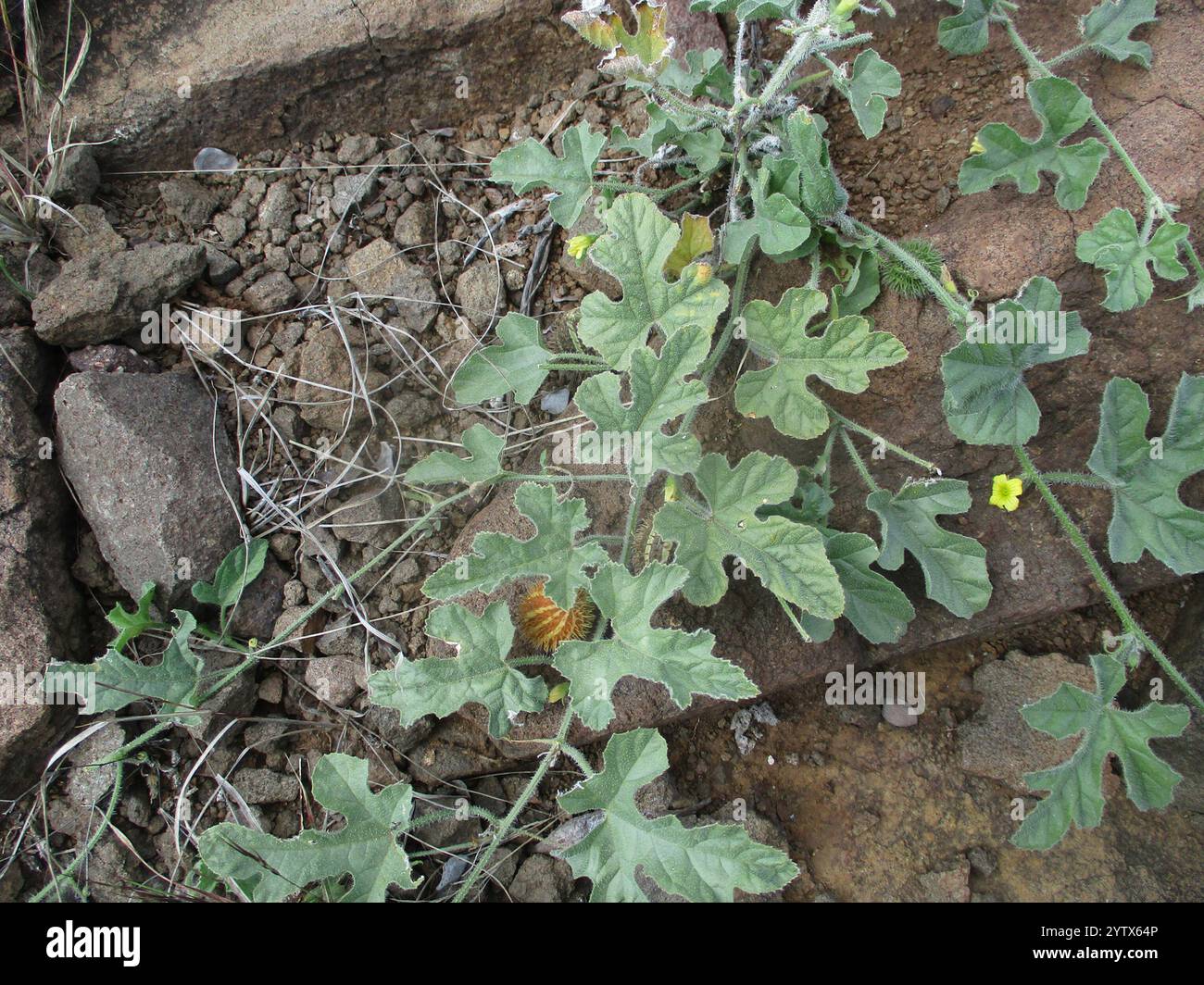 Small Wild Cucumber (Cucumis africanus Stock Photo - Alamy