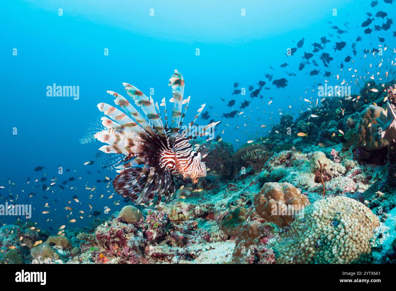 Devil Firefish, Pterois Miles, Felidhu Atoll, Indian Ocean, Maldives ...