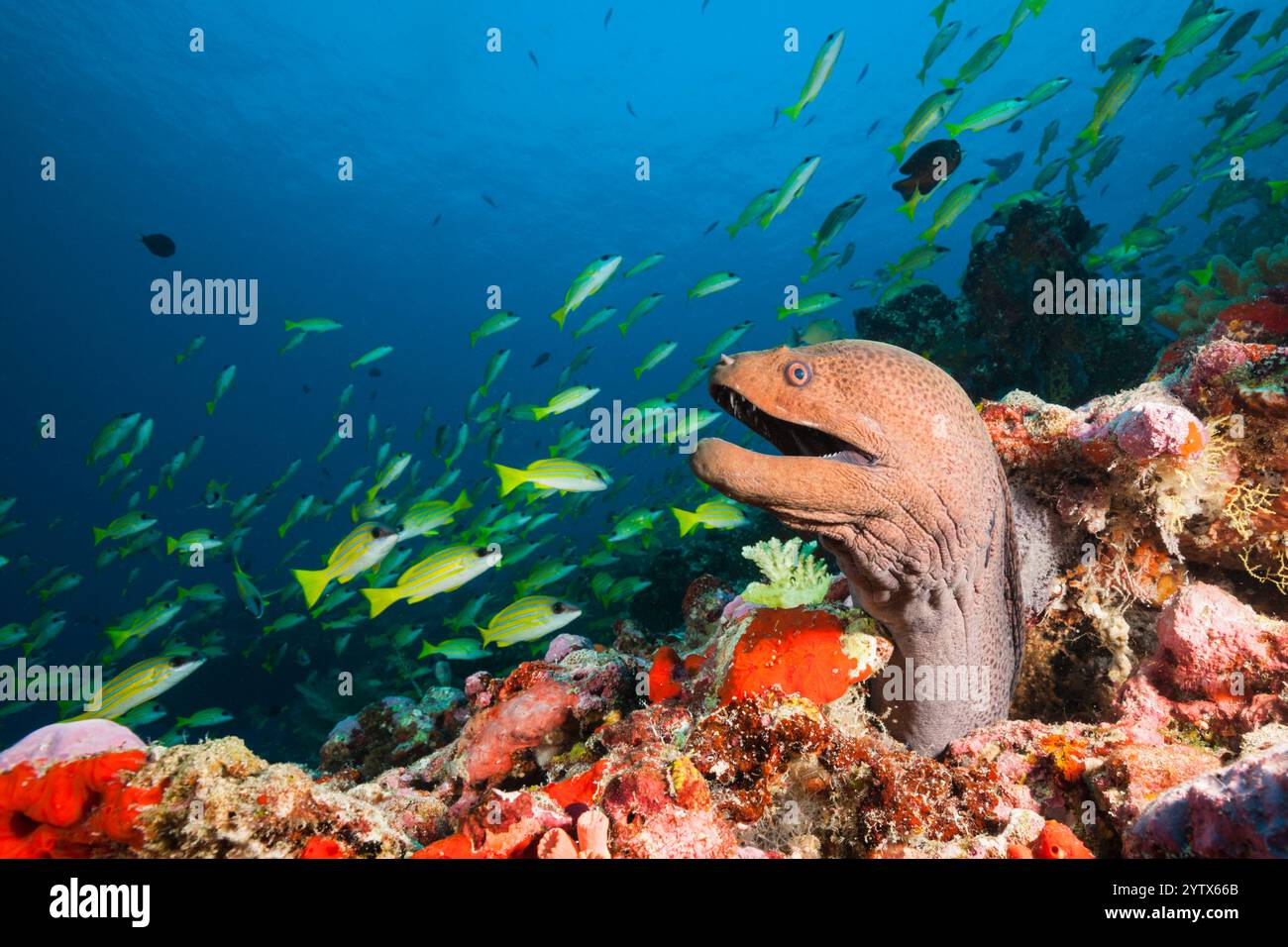 Giant Moray, Gymnothorax javanicus, Ari Atoll, Indian Ocean, Maldives ...
