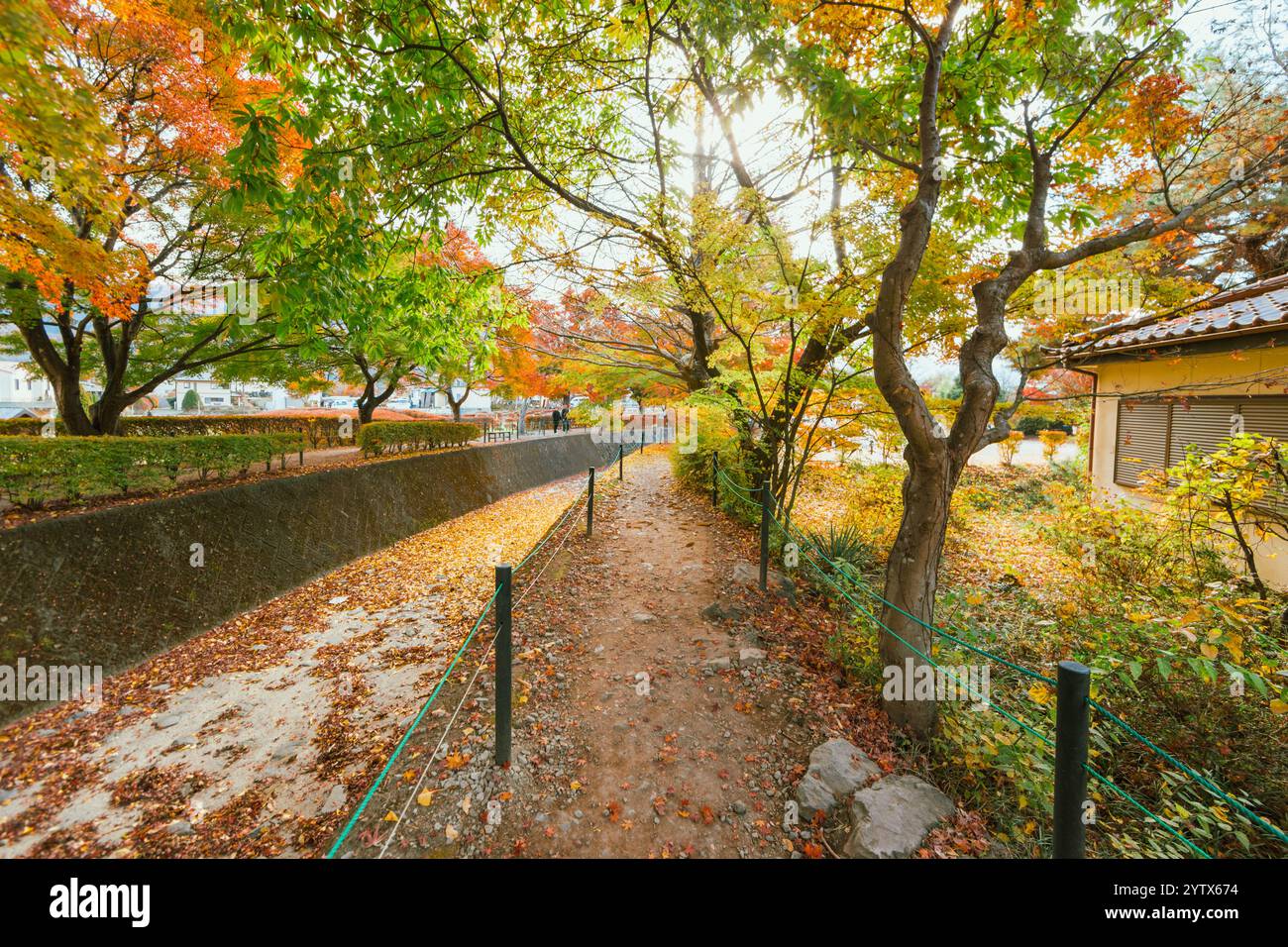 Autumn forest red maple leaf. Momiji kairo festival, the most famouse autumn festival ...