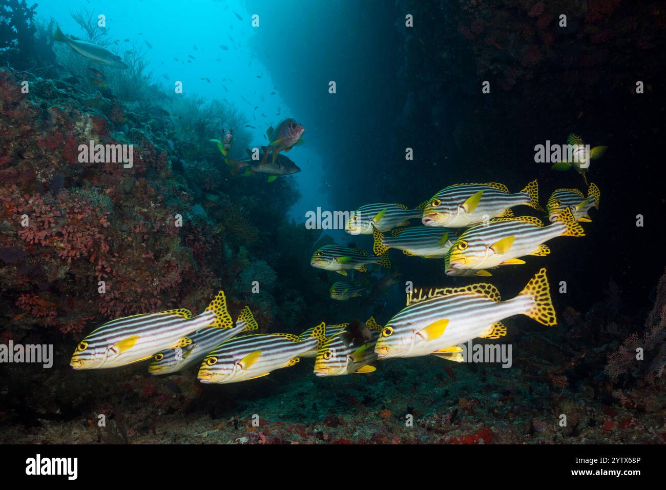 Shoal of Oriental Sweetlips, Plectorhinchus vittatus, North Ari Atoll ...