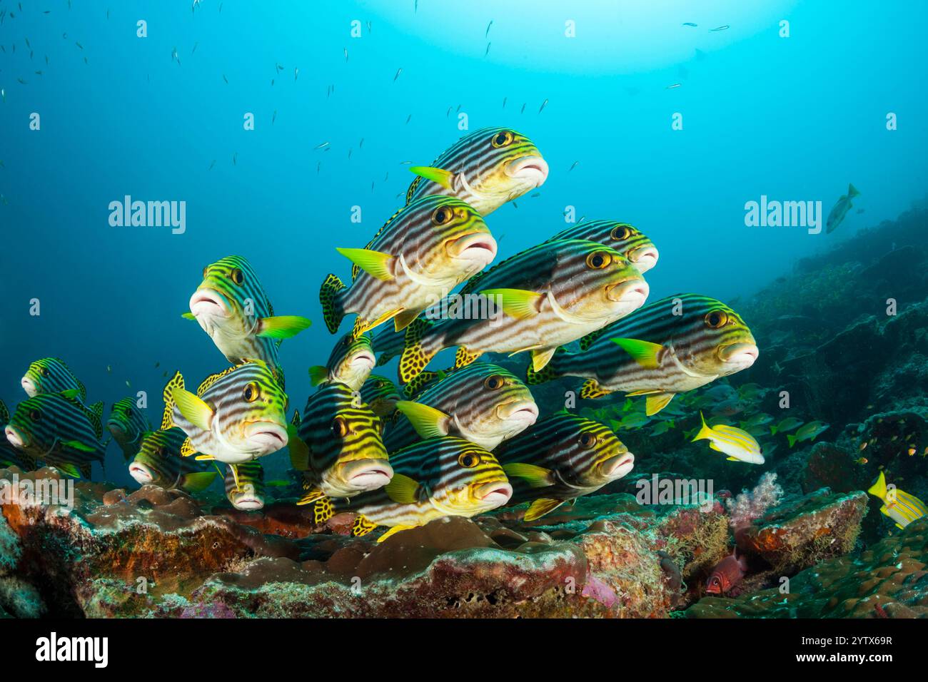 Shoal of Oriental Sweetlips, Plectorhinchus vittatus, North Ari Atoll ...