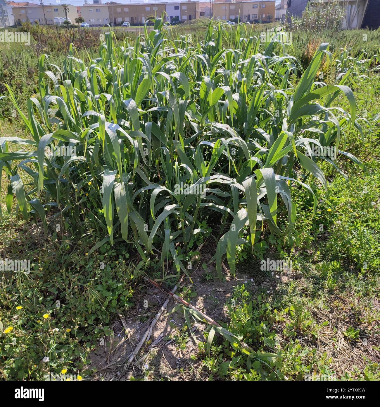 giant reed (Arundo donax Stock Photo - Alamy