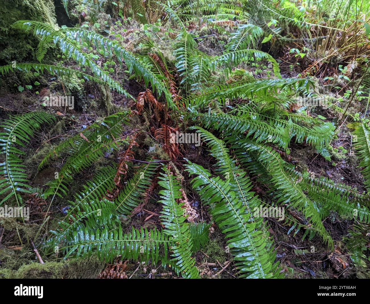 western sword fern (Polystichum munitum Stock Photo - Alamy