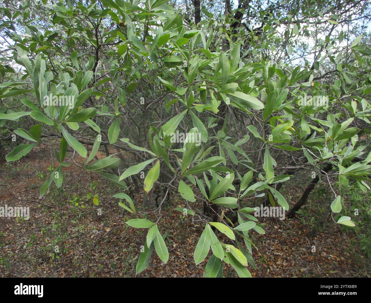 silver terminalia (Terminalia sericea Stock Photo - Alamy