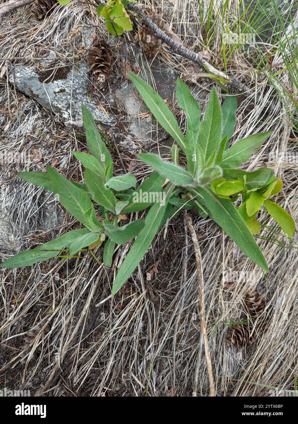 western hawkweed (Hieracium scouleri Stock Photo - Alamy