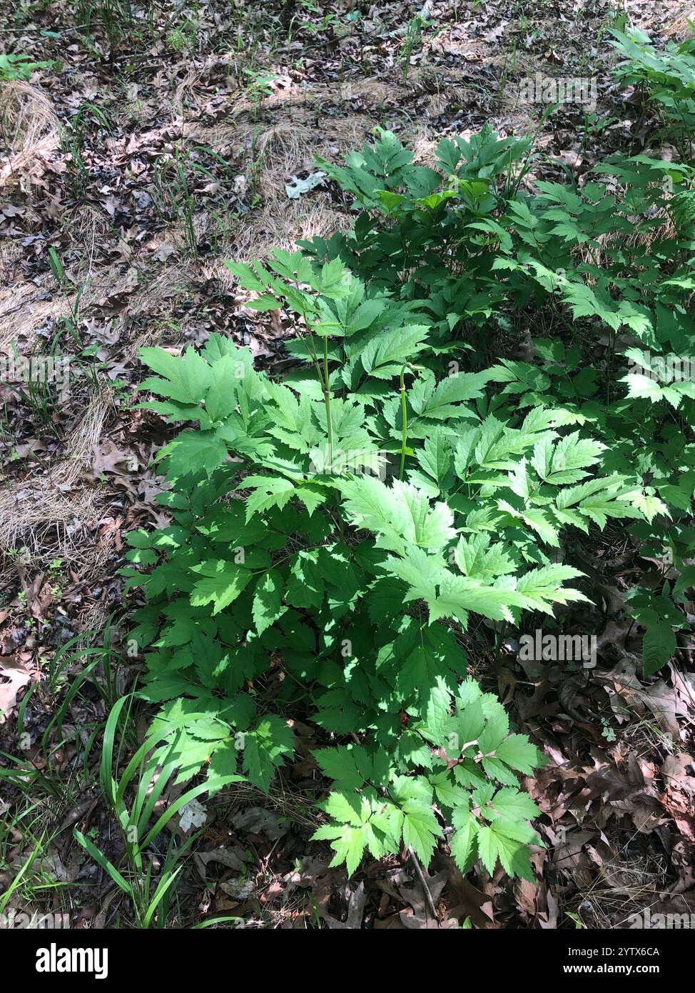 White actaea pachypoda hi-res stock photography and images - Alamy