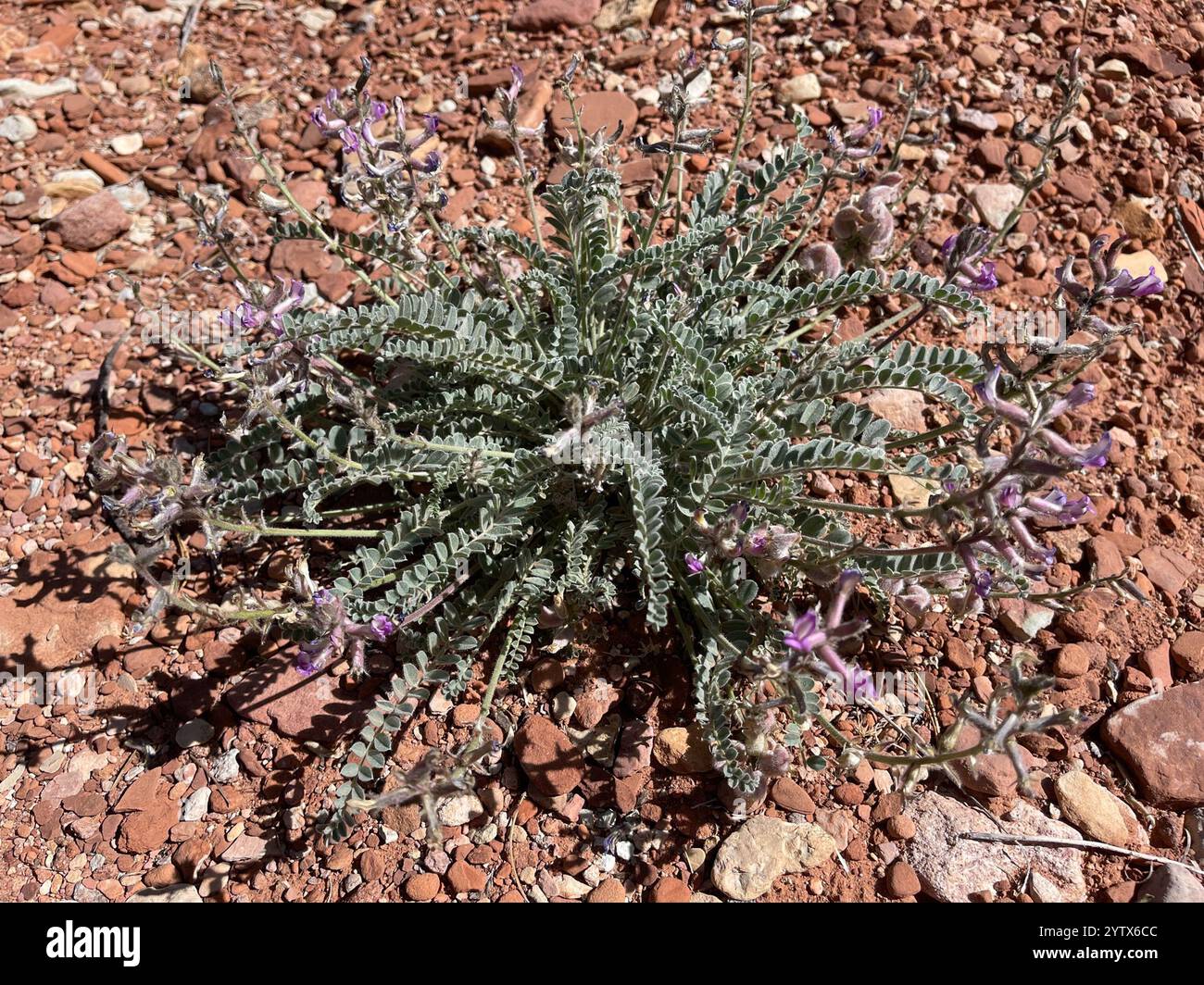 Woolly Locoweed (Astragalus mollissimus Stock Photo - Alamy