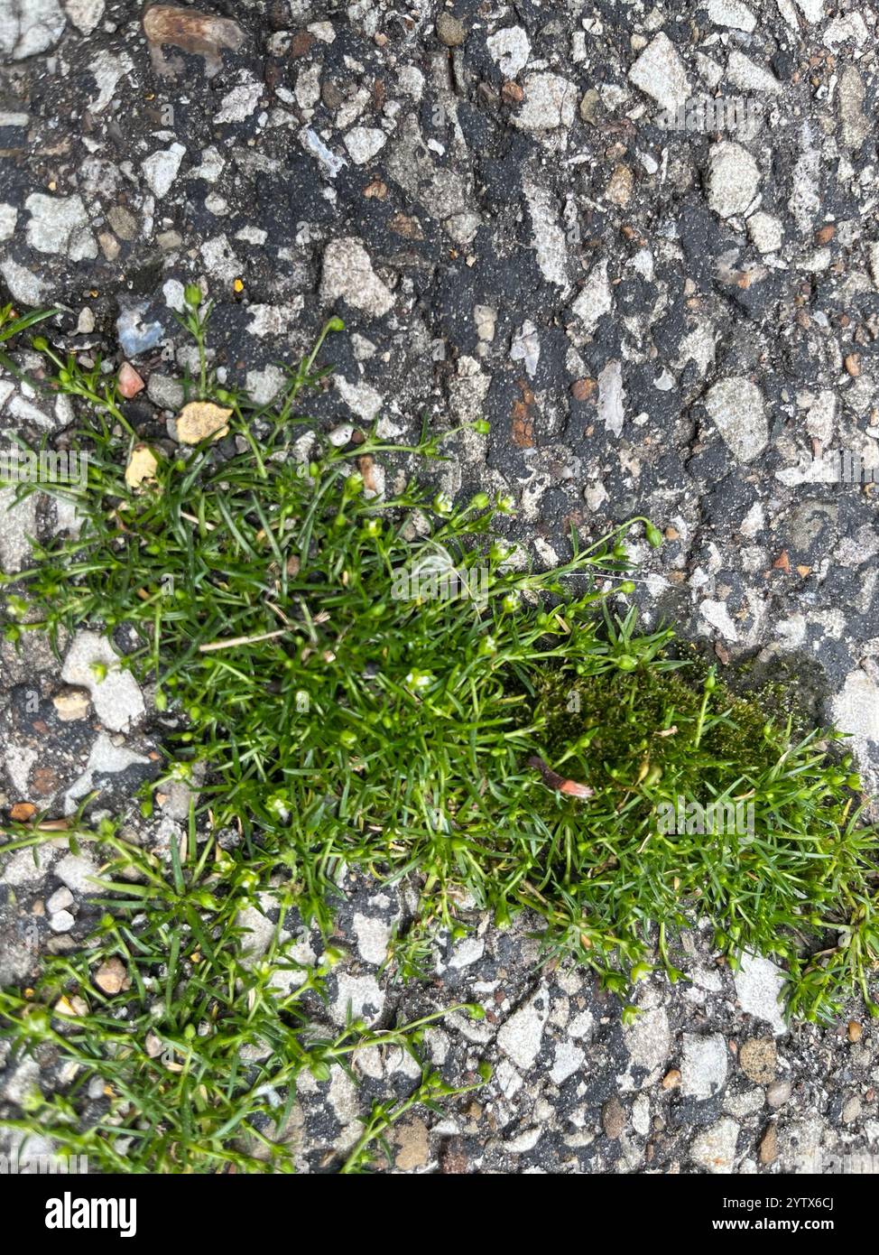 Procumbent Pearlwort (Sagina procumbens Stock Photo - Alamy
