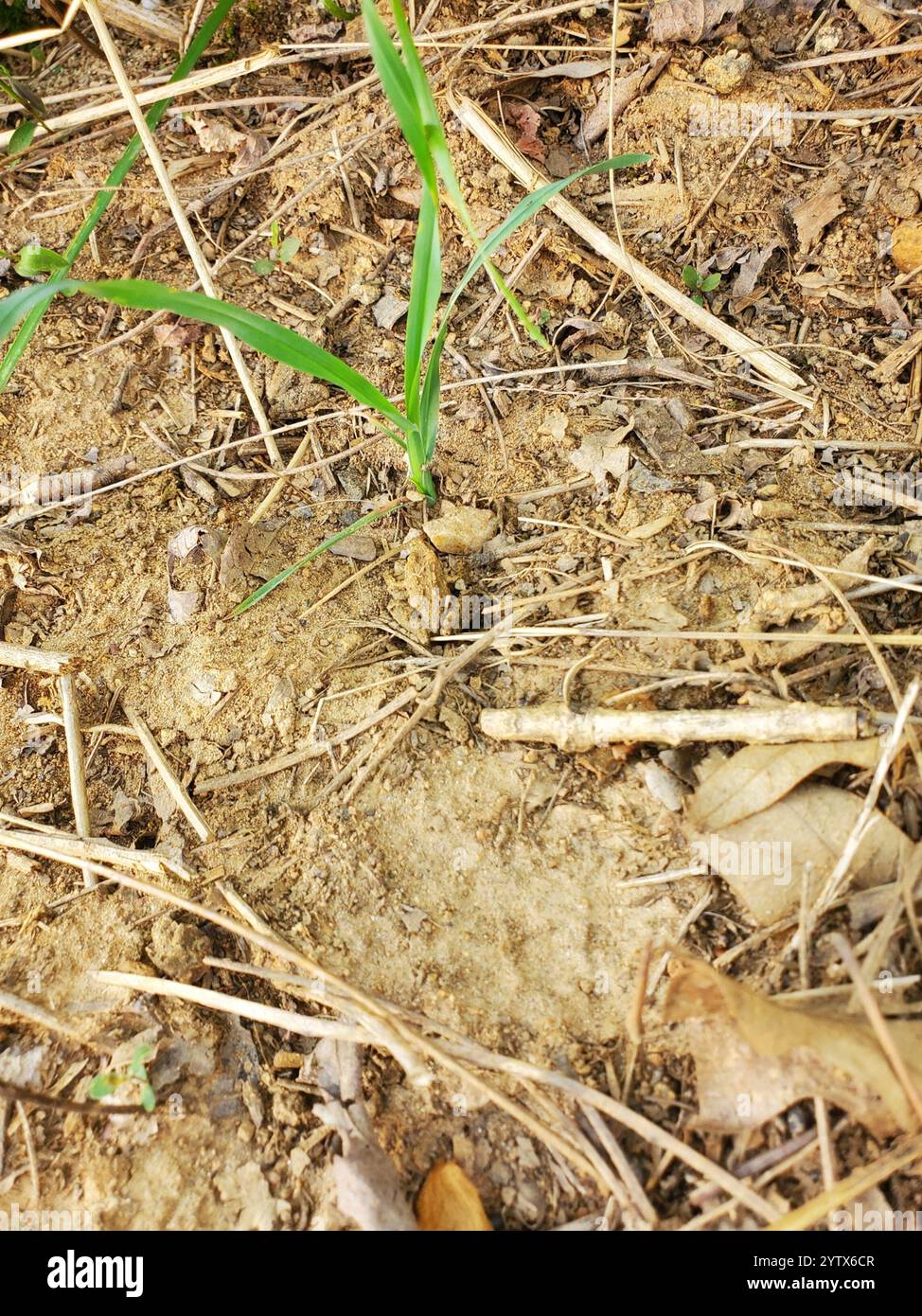 Northern Cricket Frog (Acris crepitans Stock Photo - Alamy