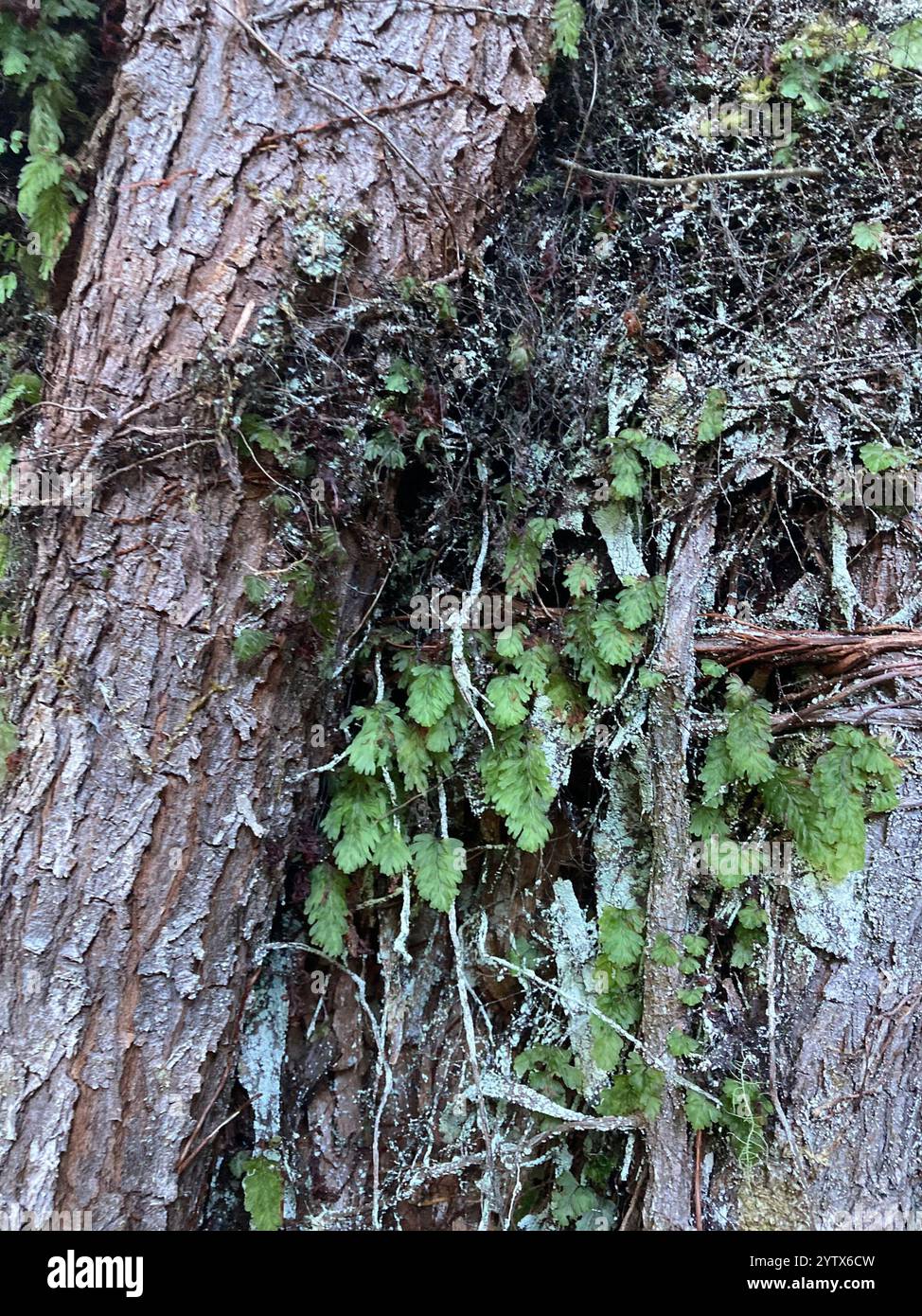 narrow filmy-fern (Hymenophyllum rarum Stock Photo - Alamy
