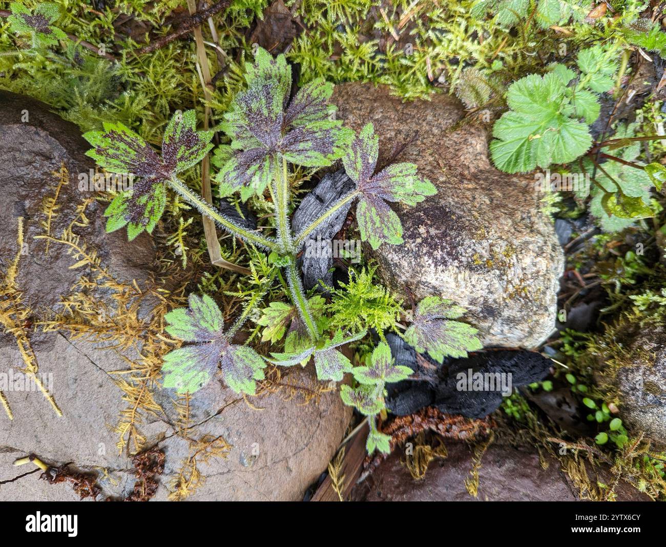 woodland buttercup (Ranunculus uncinatus Stock Photo - Alamy