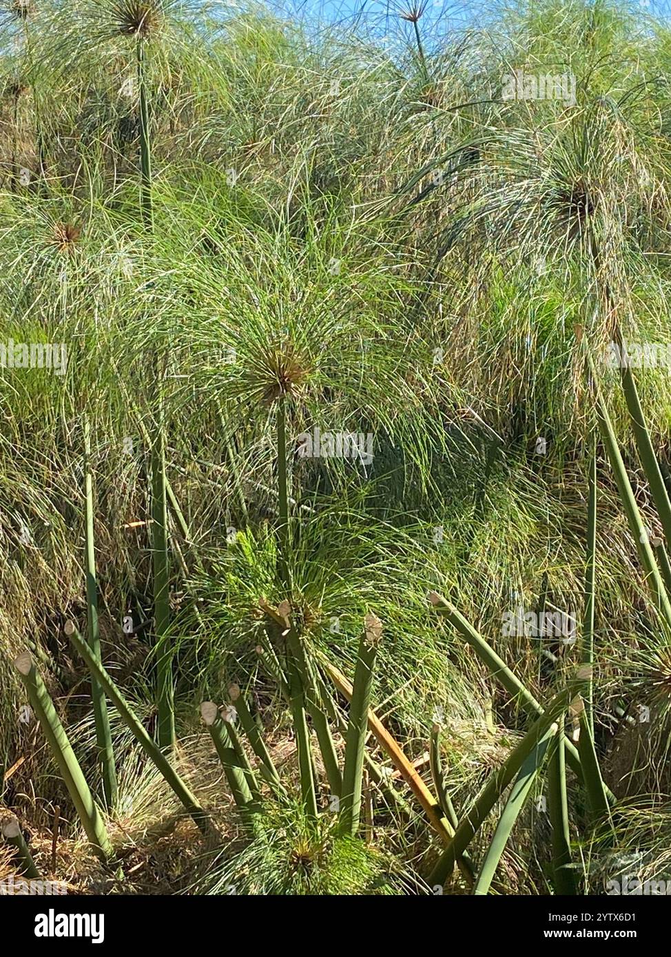 Papyrus sedge (Cyperus papyrus Stock Photo - Alamy
