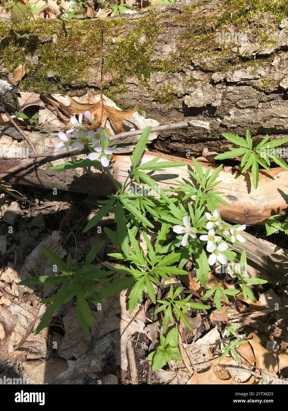 cut-leaved toothwort (Cardamine concatenata Stock Photo - Alamy
