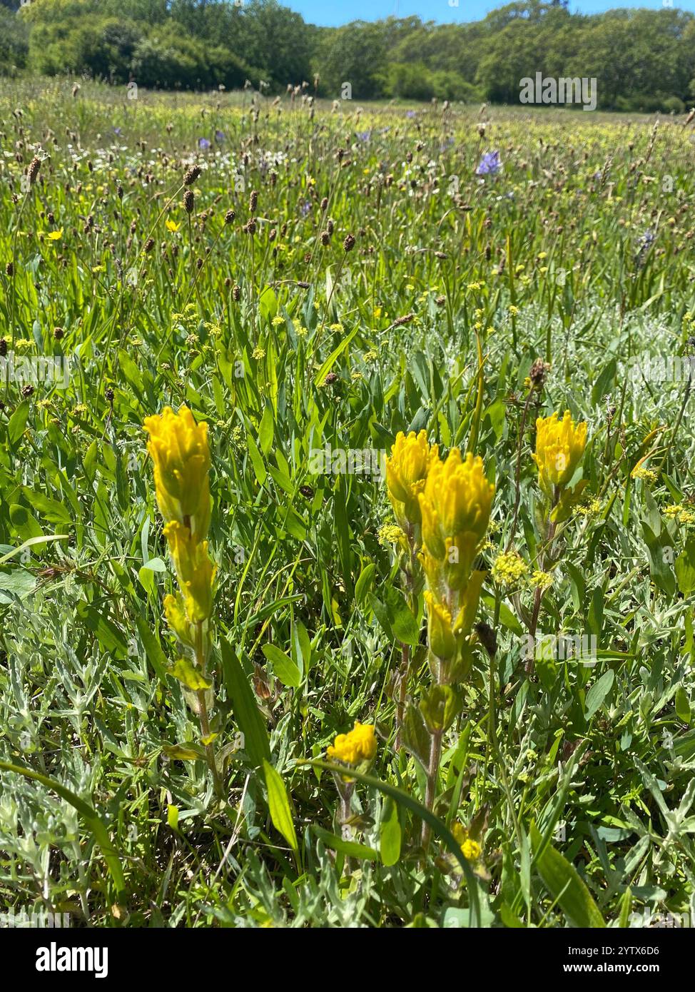 golden Indian paintbrush (Castilleja levisecta Stock Photo - Alamy