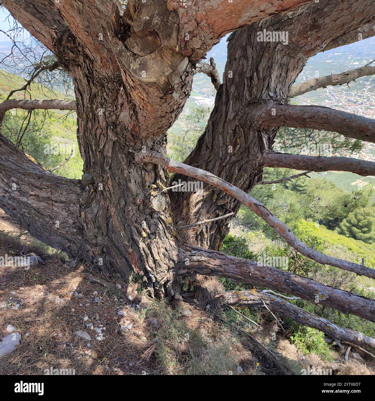 Turkish pine (Pinus brutia Stock Photo - Alamy